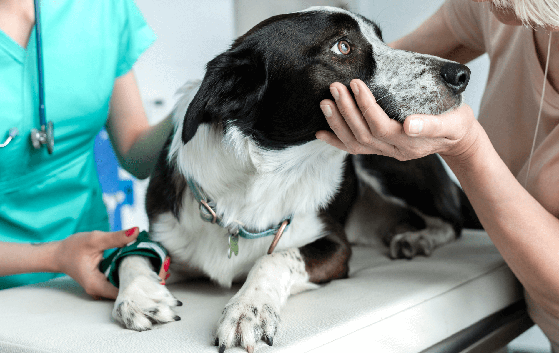 Pet Functional Exercise In Oakville, ON | Mobility Matters Pet ...