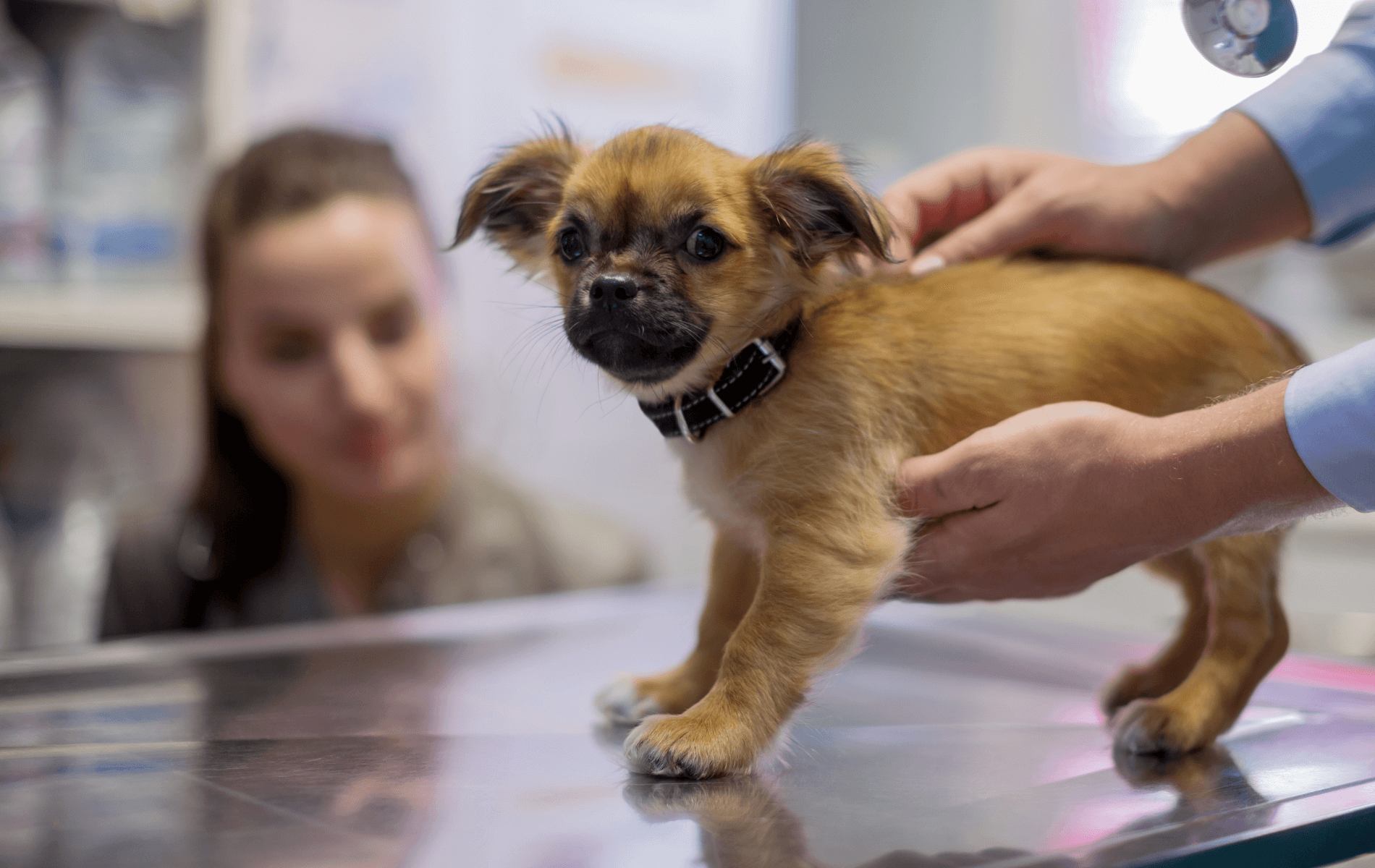 Pet Manual Therapy In Oakville, ON | Mobility Matters Pet Rehabilitation